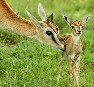 world-animal-day